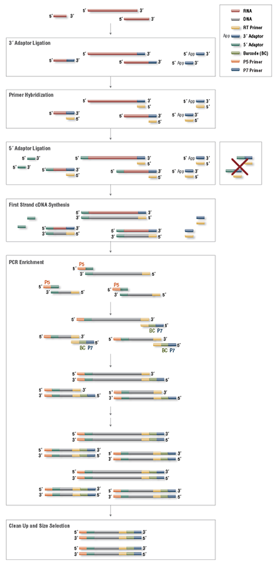 Library Preparation for Illumina | NEB